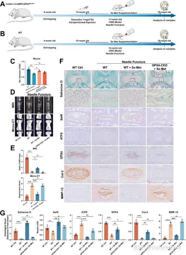 Selenium-SelK-GPX4 轴保护髓核细胞免受机械超负荷诱导的铁死亡并减缓椎间盘衰老 - 知乎