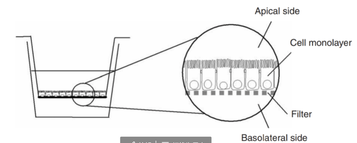 ADME|DMPK Assays|kinase assay protocol|Protein kinase profiling assays - 知乎