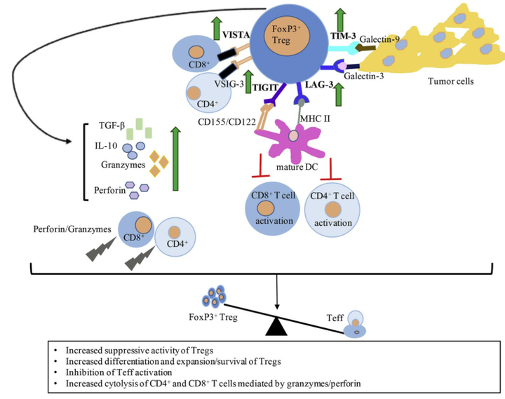 Treg-免疫抑制T细胞研究进展 - 知乎