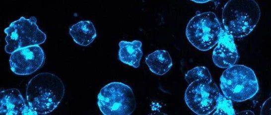 Adv. Sci. | AI驱动定制化的高性能ESIPT荧光分子的智能挖掘 - 知乎