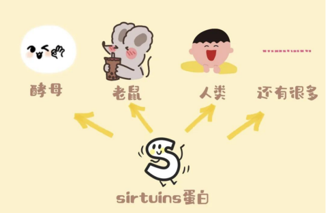 SIRT和AMPK靶点通路知识讲解 - 知乎