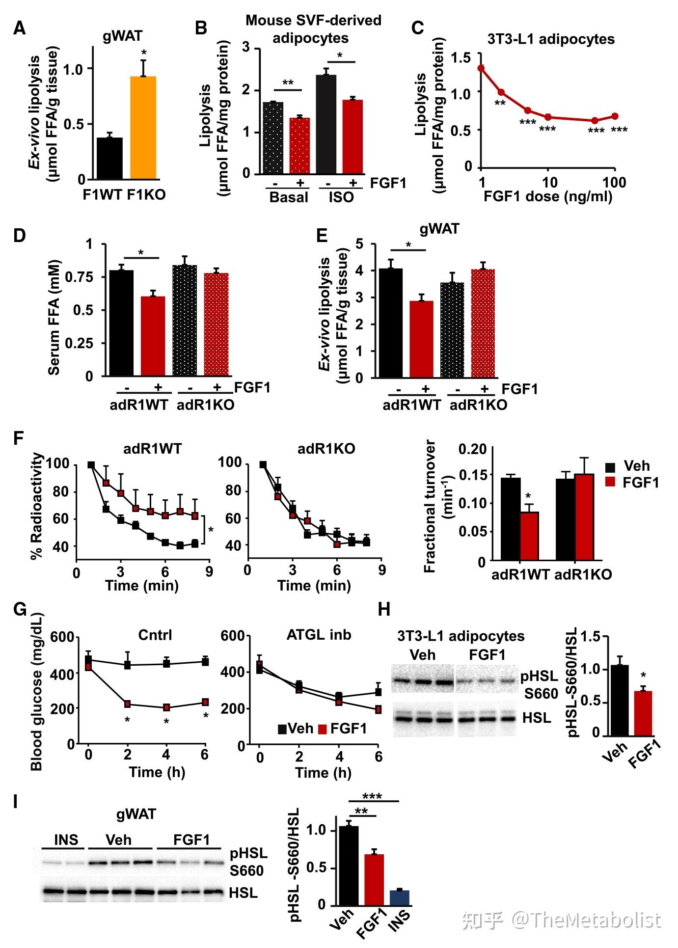 Cell Metabolism：FGF1破解胰岛素的“百年孤独” - 知乎
