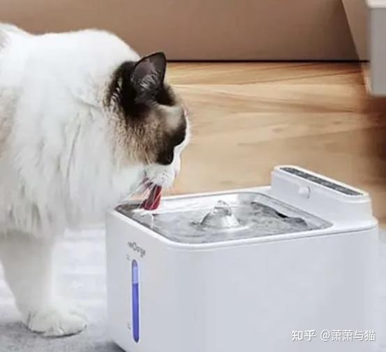 猫不爱喝水怎么办？10个小方法让猫多喝水！ 知乎