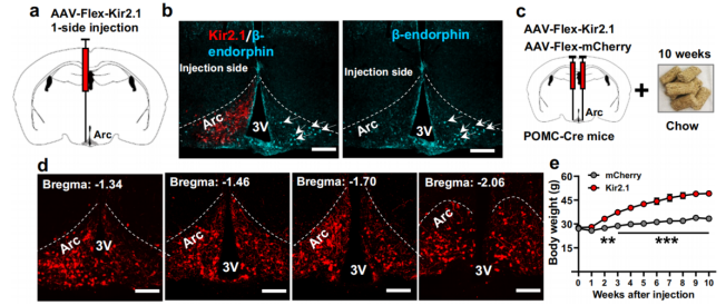小布解读 | NaChBac＆Kir2.1在神经环路功能研究中的应用 - 知乎