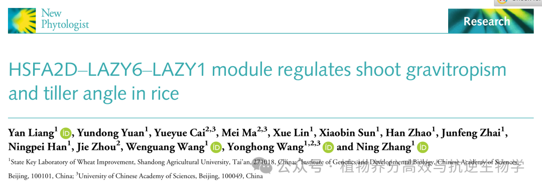 【New Phytol. (Q1/8.3)】水稻“躺平”的秘密被破解！中国科学家发现调控分蘖角与抗倒伏的关键基因模块 - 知乎