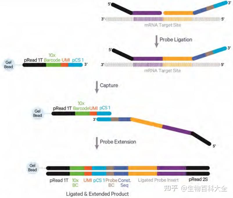 用证据说话——实测FFPE样本进行单细胞测序狠好使！ - 知乎