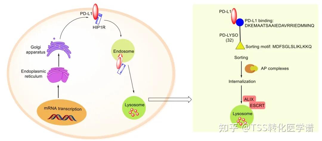 【JMC】免疫检查点PD-L1蛋白降解剂和调节剂研发现状 - 知乎