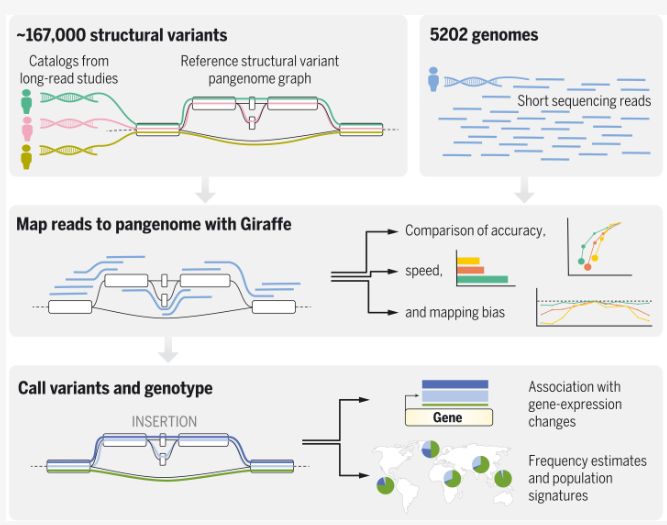 基于图形泛基因组的群体GWAS实操代码《四》：基于图泛基因组的变异鉴定 - 知乎