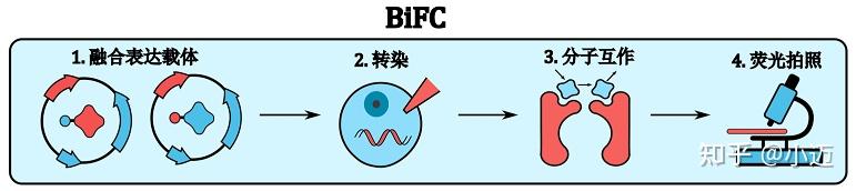 BiFC（IEMed-T485） - 知乎