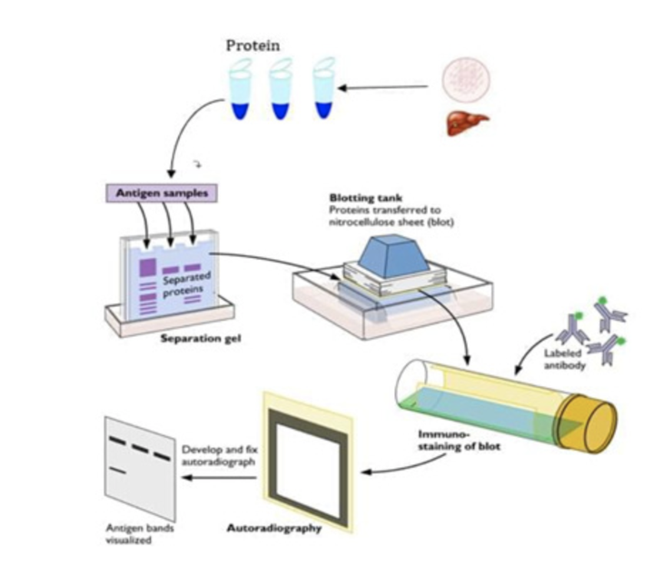 Western Blot验证蛋白表达情况 - 知乎