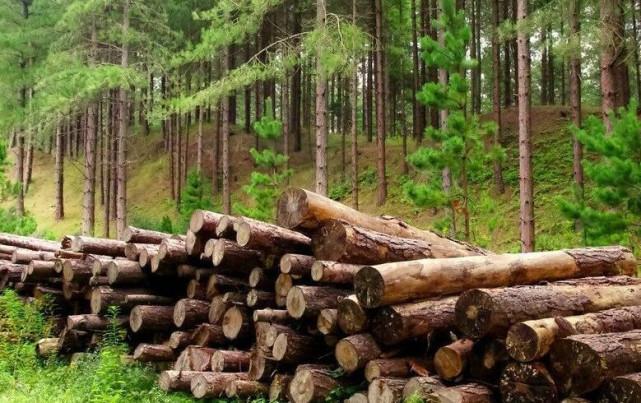 UKTR英国木材法规认证着重点包括哪些方面？UKTR认证标准有哪些 - 知乎