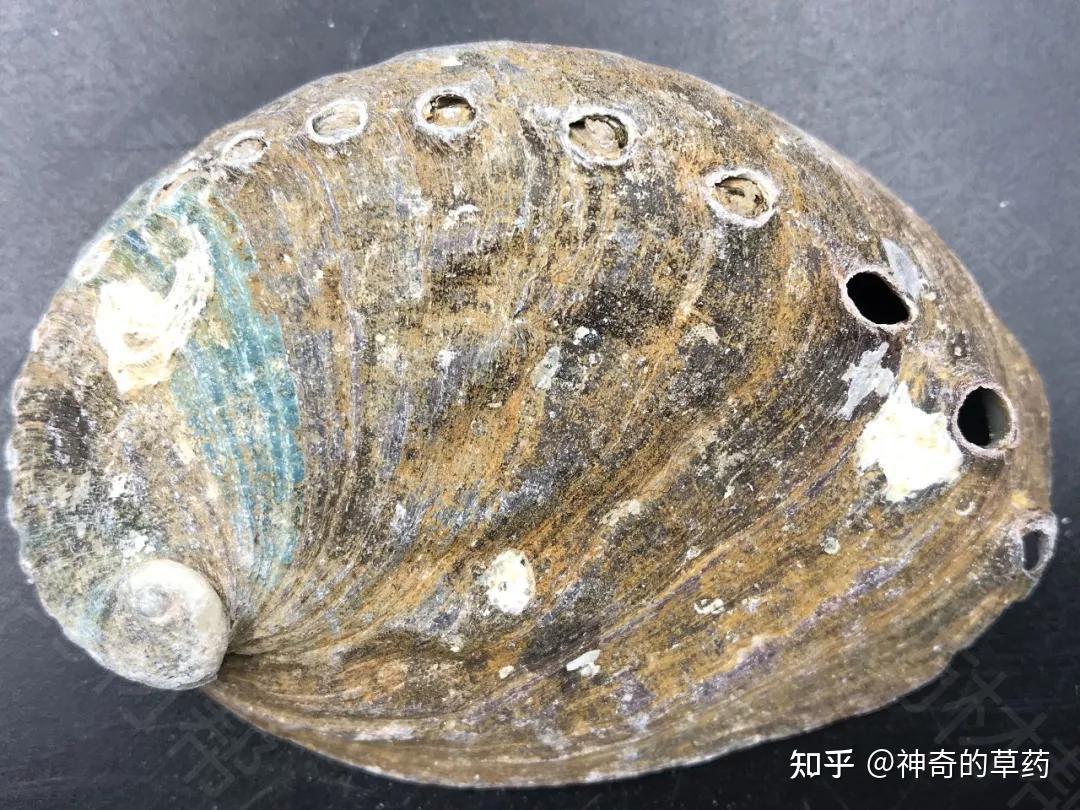 8种贝壳类中药材，高清大图赏析（甲香、石决明、牡蛎、珍珠...） - 知乎
