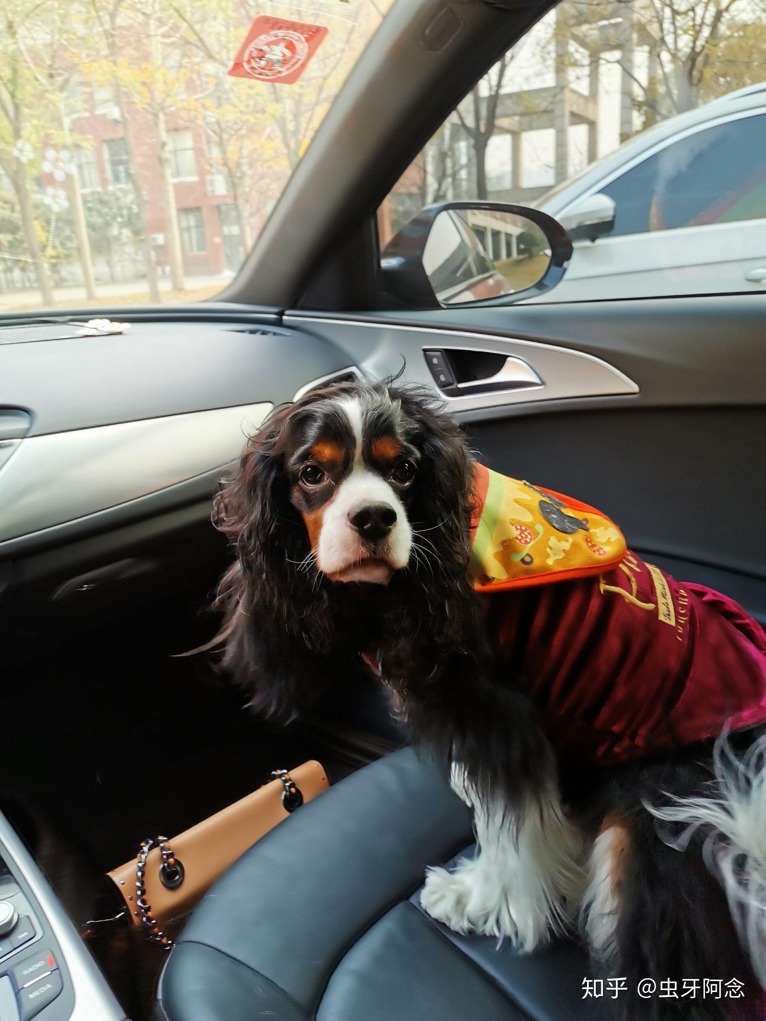 养骑士查理王小猎犬是什么体验? - 知乎