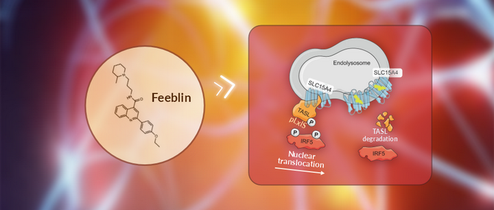 自身免疫性疾病患者的福音！新型蛋白降解变构诱导剂feeblin，可有效阻断炎症信号通路 - 知乎