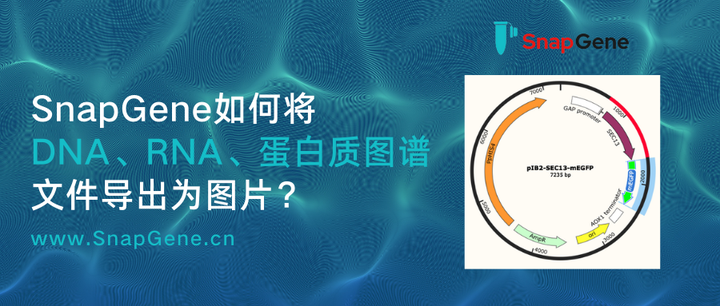 SnapGene如何将DNA、RNA、蛋白质图谱文件导出为图片 - 知乎