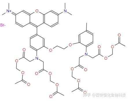 Rhod-2，AM Cell Permeant，可检测光感受器激活导致的钙离子释放 - 知乎