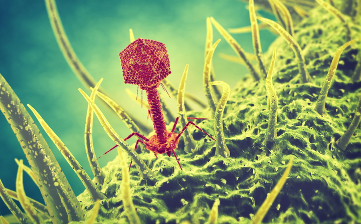 噬菌体展示技术的关键步骤流程 - 知乎