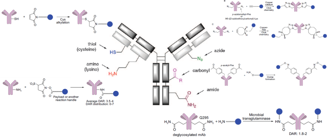 13-曜享干货 | 连接子（Linker）——mAb到ADC之路的关键 - 知乎