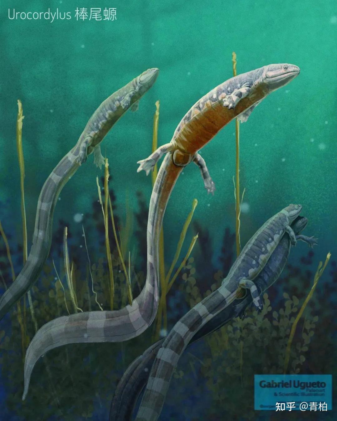 石炭纪——大陆帝国的崛起，四足动物春秋争霸时代 - 知乎