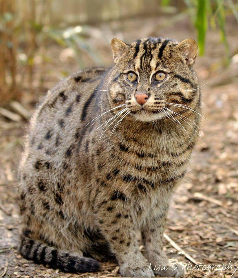 喵喵合成书 - 知乎