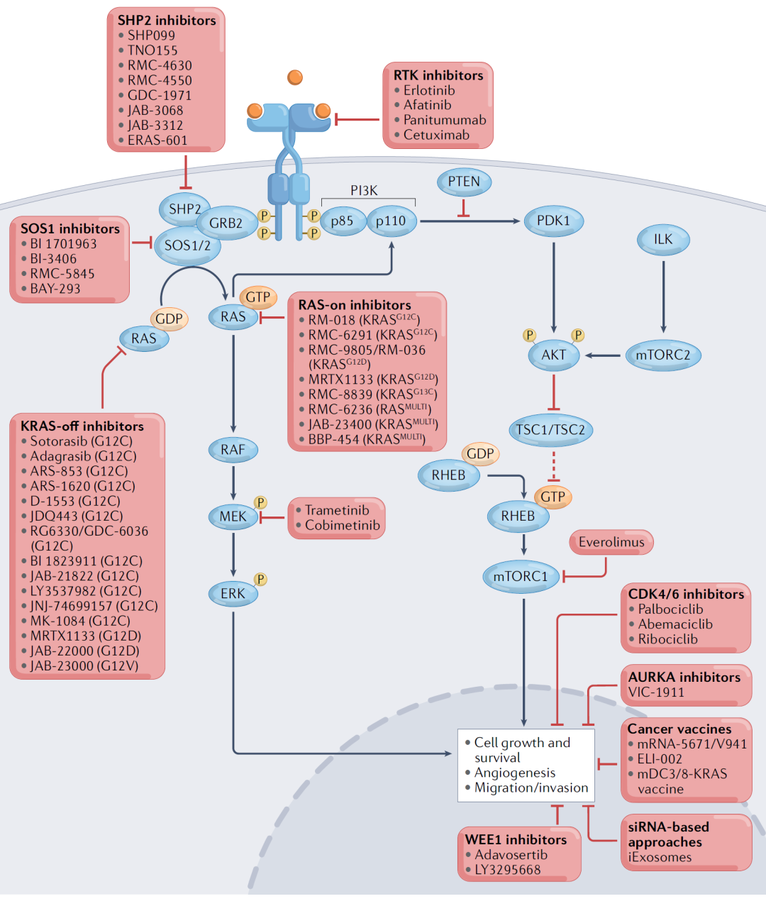 “明星”靶点KRAS-G12C相关机制及其抑制剂研发最新进展 - 知乎