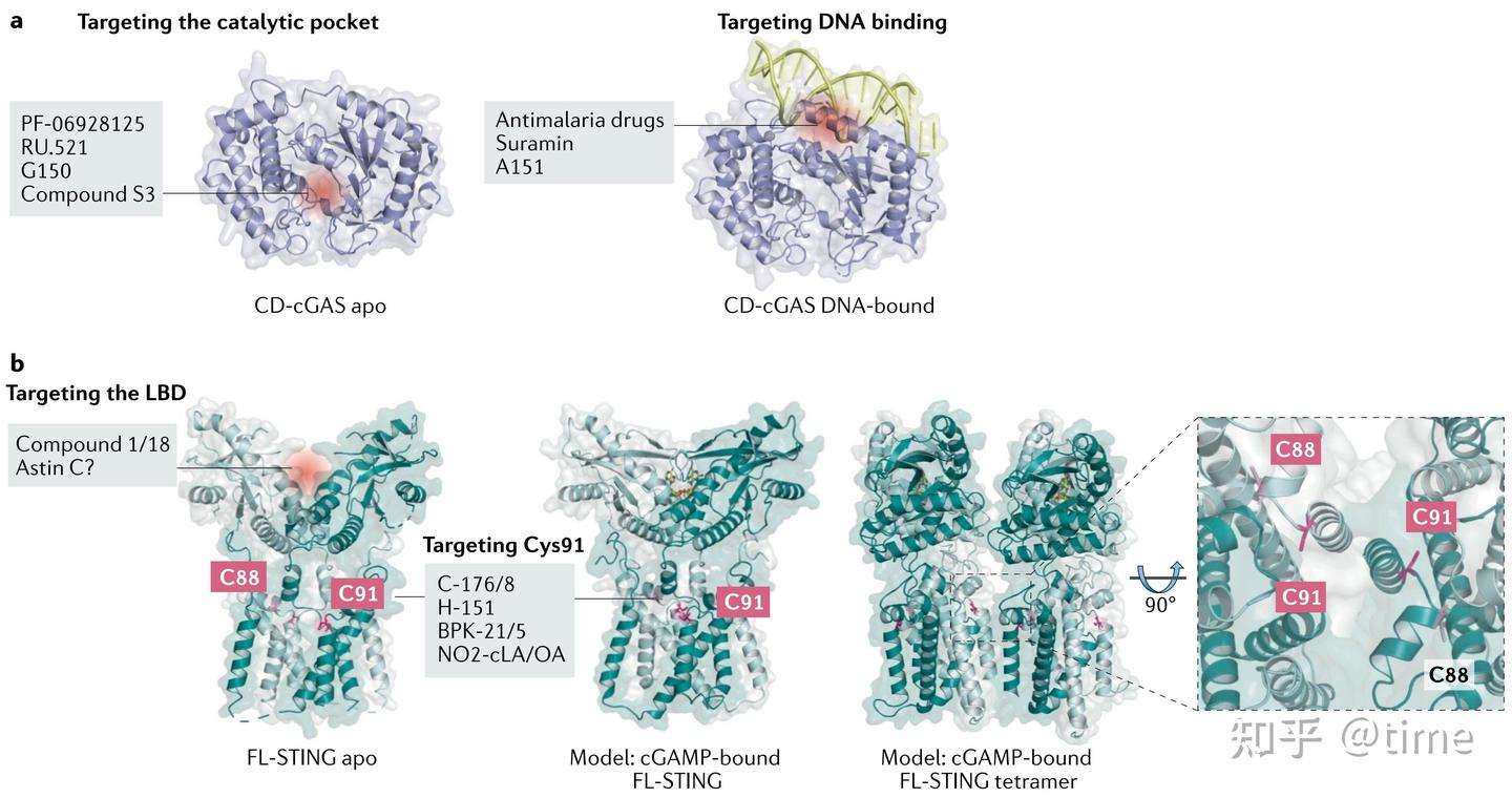 文献分享 | Nature Reviews Immunology：cGAS-STING通路作为炎症性疾病的治疗靶点 - 知乎