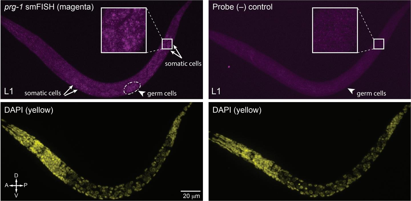 RNA干扰（一）——mi-！si-！pi-！ - 知乎