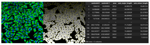 使用Cellpose和ImageJ分析多标细胞荧光强度 - 知乎