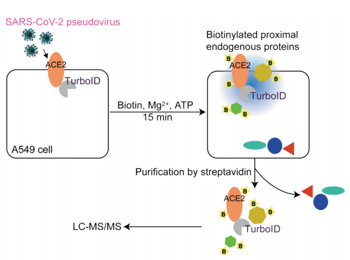BioID/TurboID/APEX2邻近标记PL-MS：从实验室到应用场的全景图鉴 - 知乎
