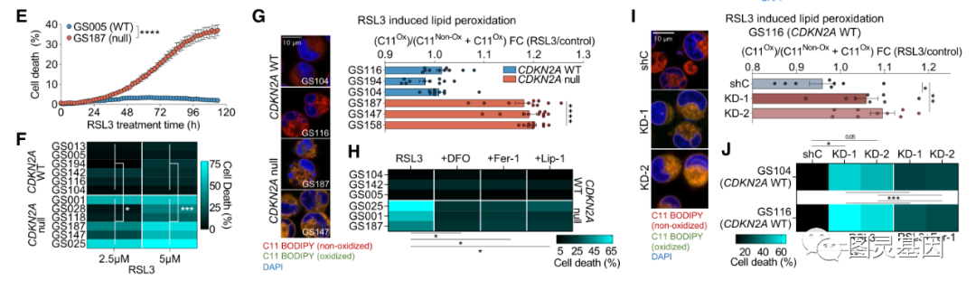 Can Cell | CDKN2A基因缺失重塑脂质代谢，诱发胶质母细胞瘤铁死亡 - 知乎