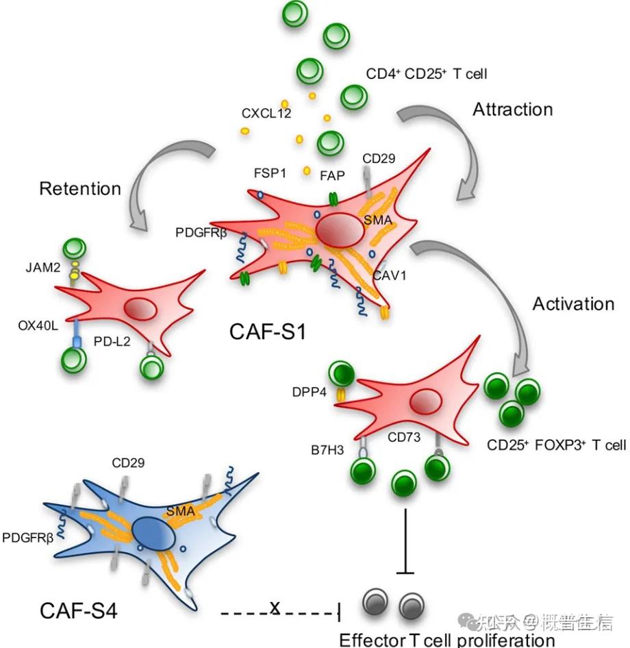 成纤维细胞再发Nature！你确定不了解一下？ - 知乎