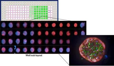 Revvity Operetta CLS 高内涵成像系统助力您的生命科学研究 - 知乎