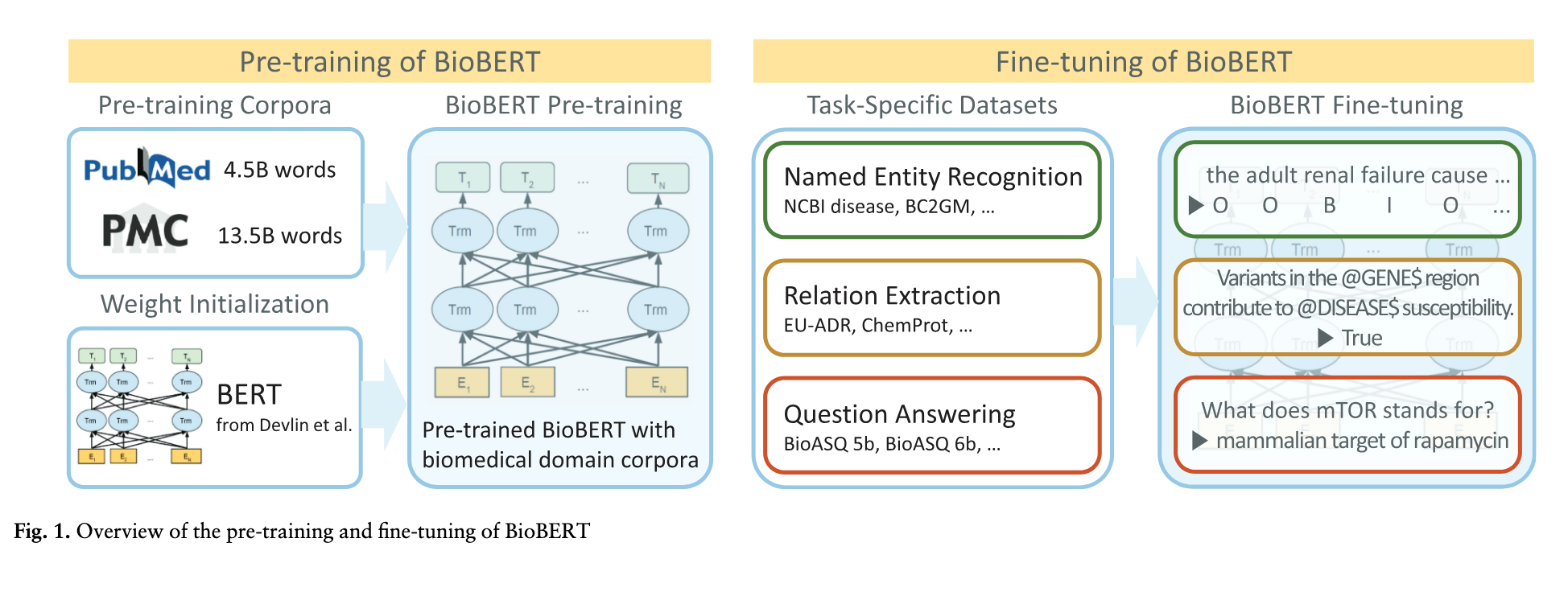 [27] BioBERT: 生物医学领域自己的 BERT 模型 - 知乎