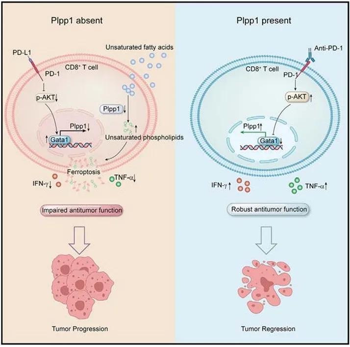 【Biorbyt文献】CD8+T细胞“抗肿瘤功能”的新机制 - 知乎