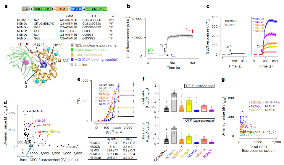小布解读 | Nat Methods | 王友军/章晓辉/唐爱辉团队合作开发新型钙指示剂 NEMO-具有大动力学和高灵敏度 - 知乎