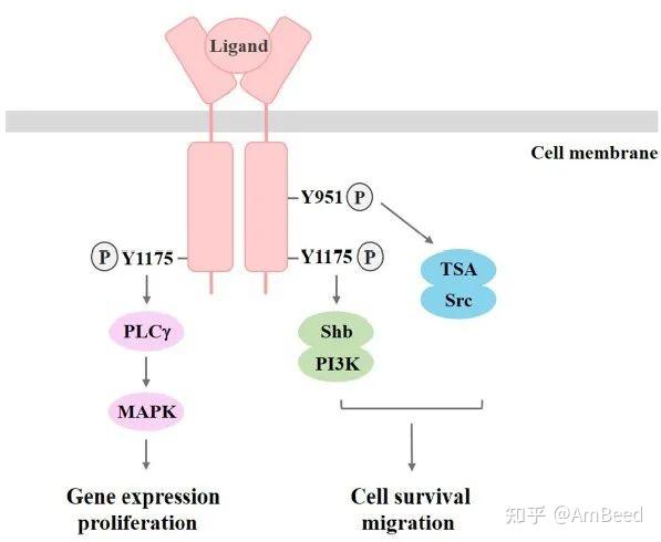 【AmBeed解读】VEGFR结构及其信号通路的研究 - 知乎