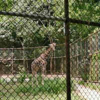 论文阅读 CVPR2021：Learning Continuous Image Representation with Local Implicit Image Function - 知乎