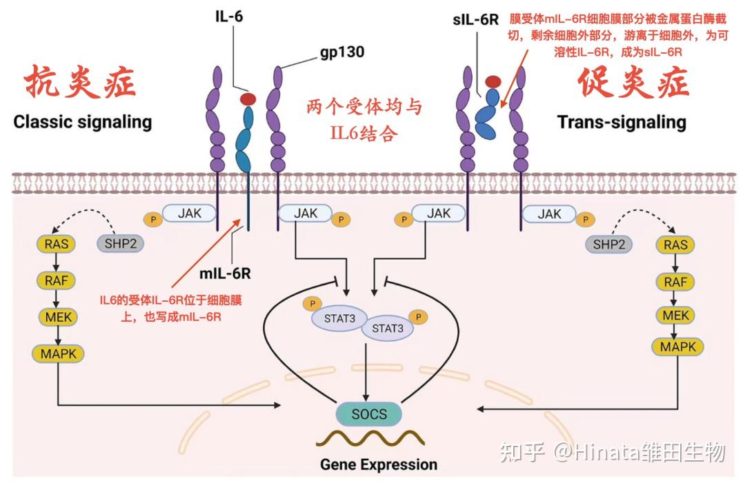 IL-6信号通路、炎症与多种疾病 - 知乎