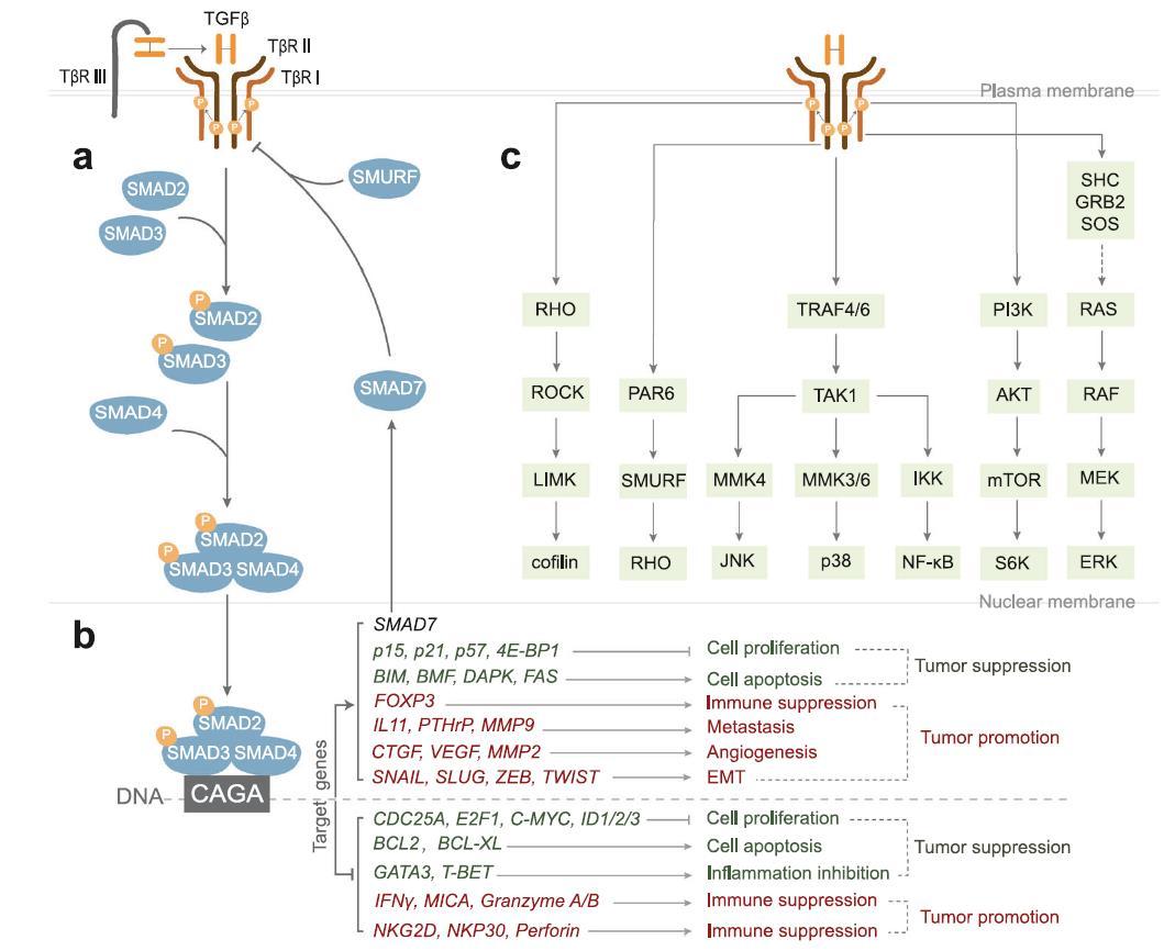 TGFβ通路报告基因检测 - 知乎