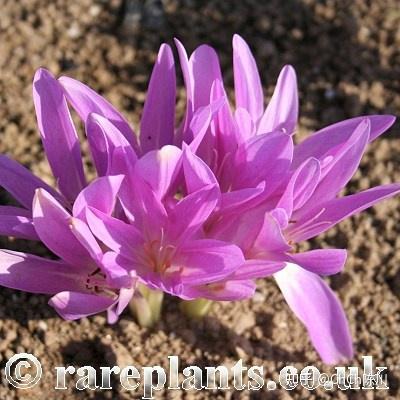 多肉植物全图鉴17：秋水仙科（Colchicaceae），秋水仙属（Colchicum） 原始种A-H - 知乎