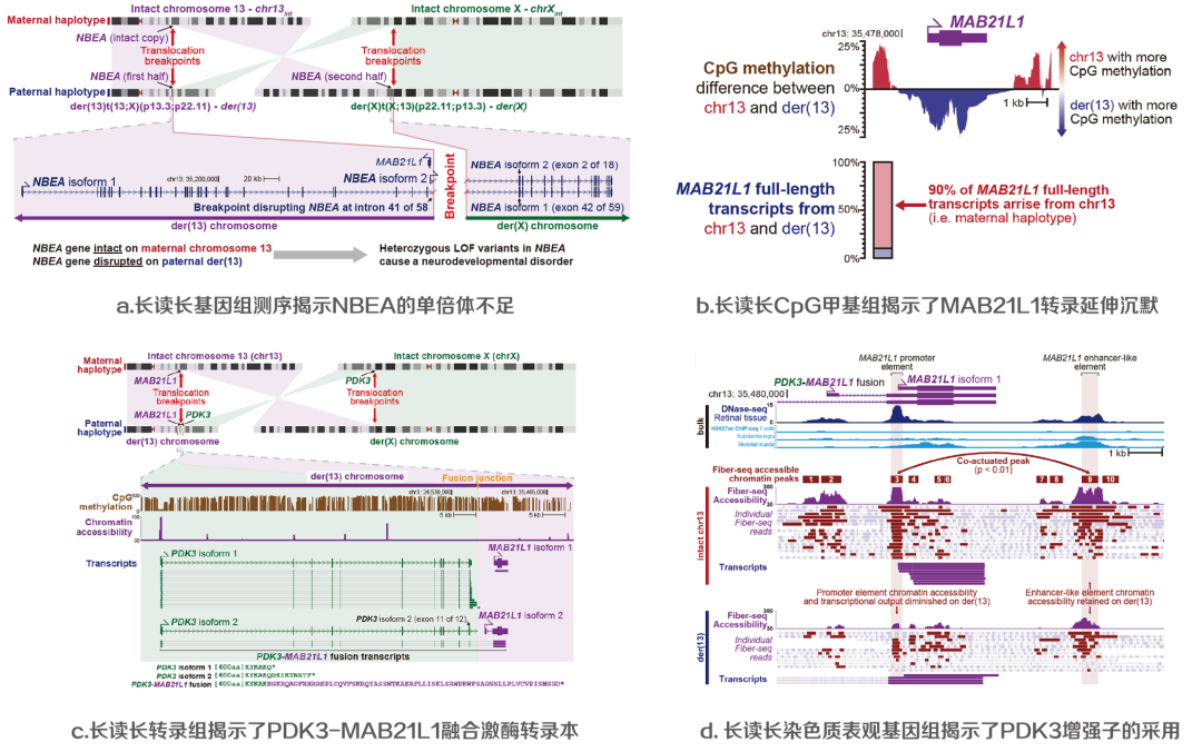 贝瑞基因新品发布 | Fiber-seq引领长读长表观组学研究浪潮 - 知乎