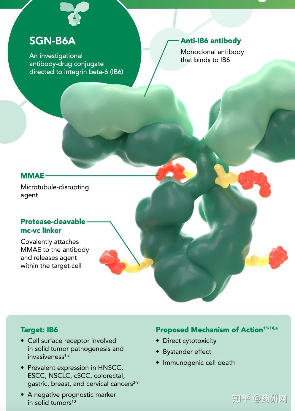 Seagen押注的癌症潜力靶点：ITGB6 - 知乎