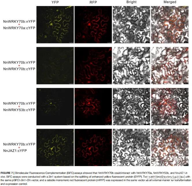 干货长图文| 一文读懂并区分双荧光素酶实验（DLR）、双分子荧光互补(BiFC)、荧火素酶互补实验（ LCA） - 知乎