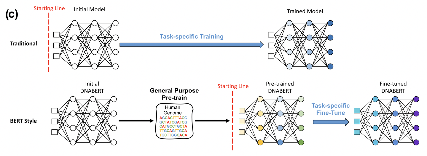 (二) DNABERT 技术解读 - 知乎