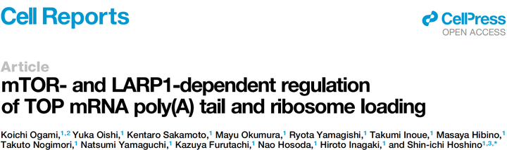 Poly(A)尾研究文献解读｜TOP mRNA poly(A)尾长和核糖体装载的mTOR和LARP1依赖性调节 - 知乎