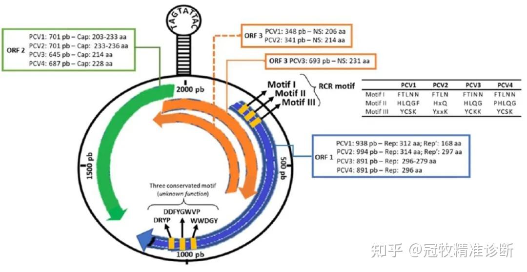 PCV3不仅引发呼吸和消化系统疾病还与神经和生殖系统的病变有关? - 知乎