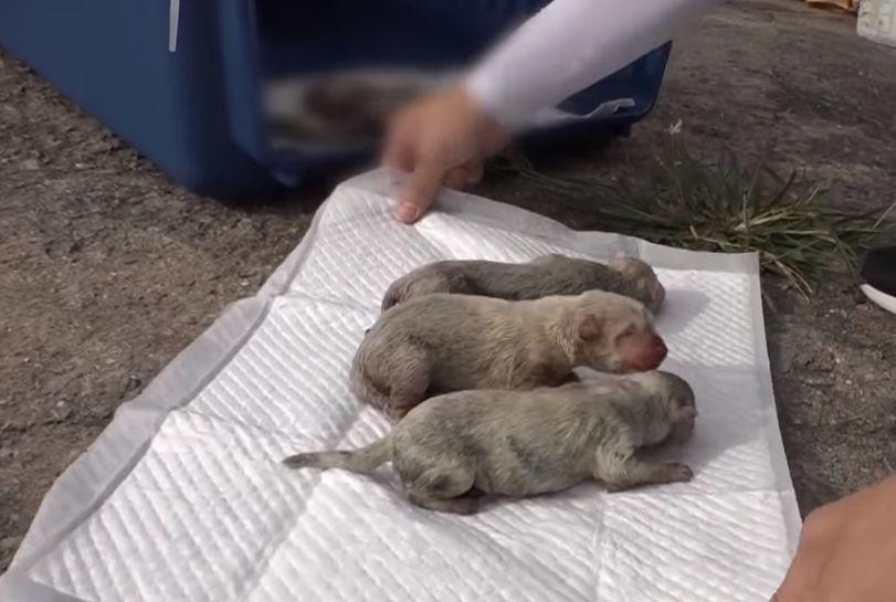 狗妈妈生下孩子不管，却看着孩子相继离去，冷漠的背后真令人心痛 - 知乎