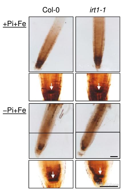 铁依赖的胼胝质积累调控根尖分生区细胞干性，响应土壤低磷信号 - 知乎