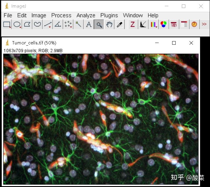 老司机带你使用ImageJ高效分析图片 - 知乎