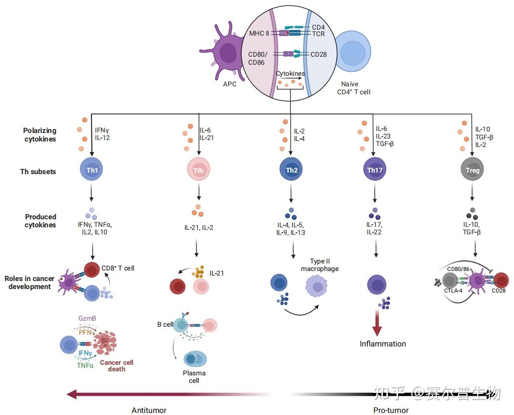 【总结】CD4分子必看知识点 - 知乎